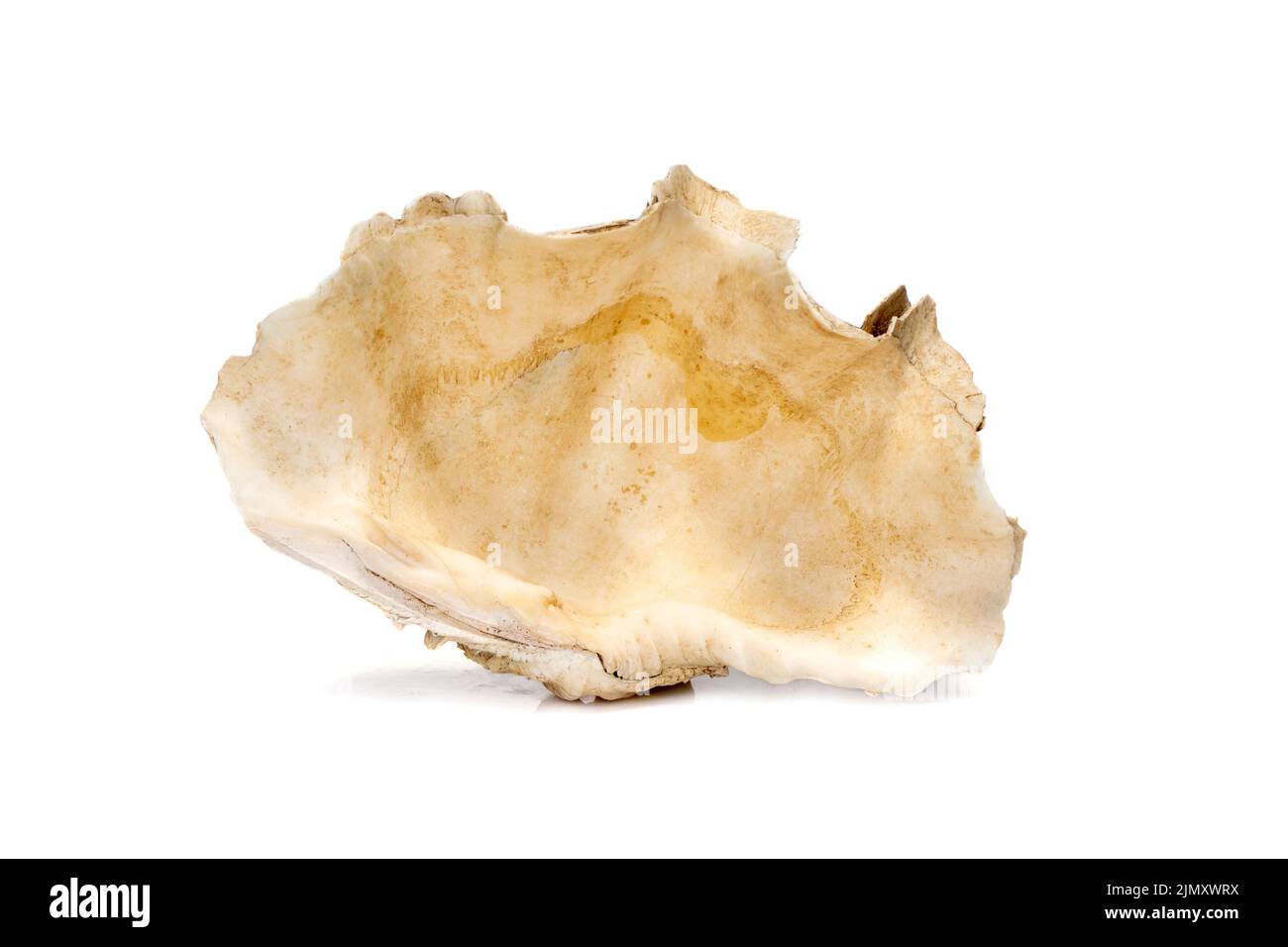 Image of Crocus Giant Clam (Tridacna crocea). on a white background ...