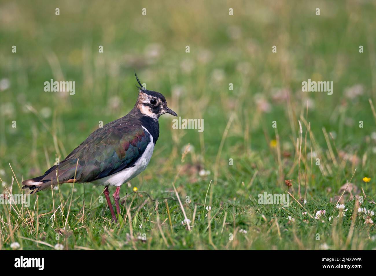 Northern Lapwing lays 3 to 4 eggs in a ground scrape Stock Photo - Alamy