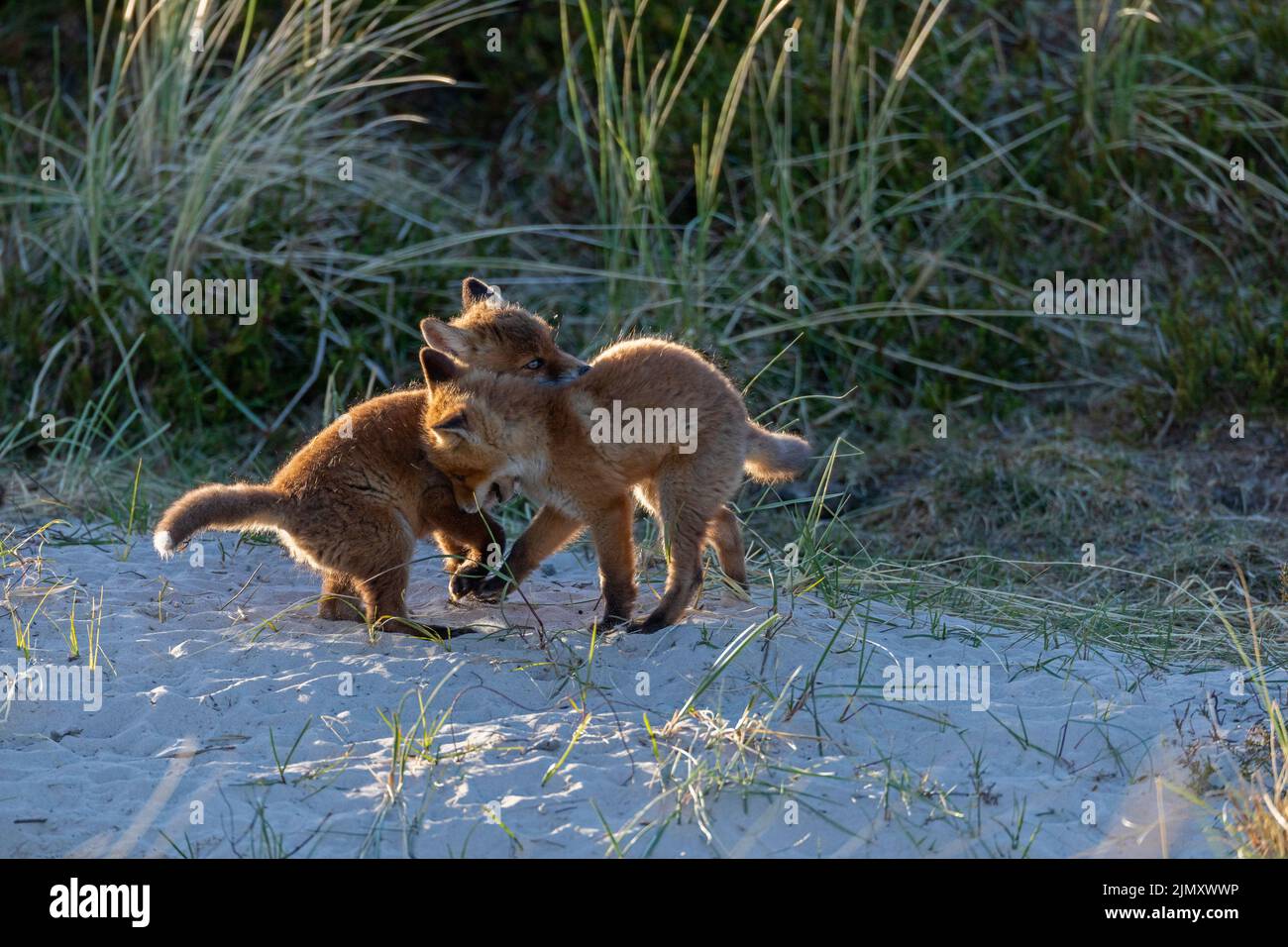 Fox pups hi-res stock photography and images - Alamy