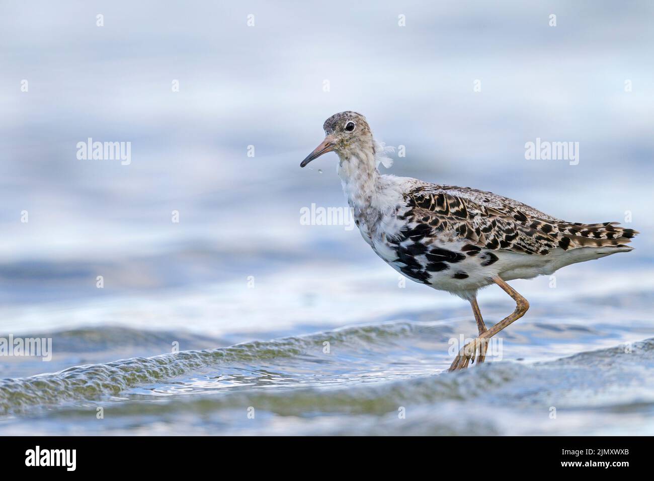 Ruff male at the North Sea coast Stock Photo - Alamy