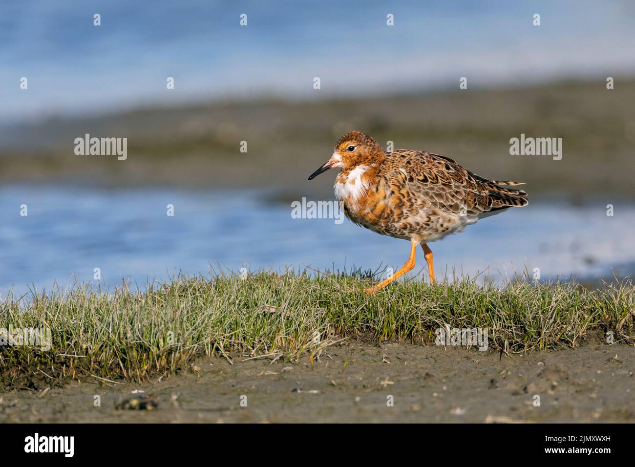 Female ruff reeve philomachus pugnax hi-res stock photography and ...