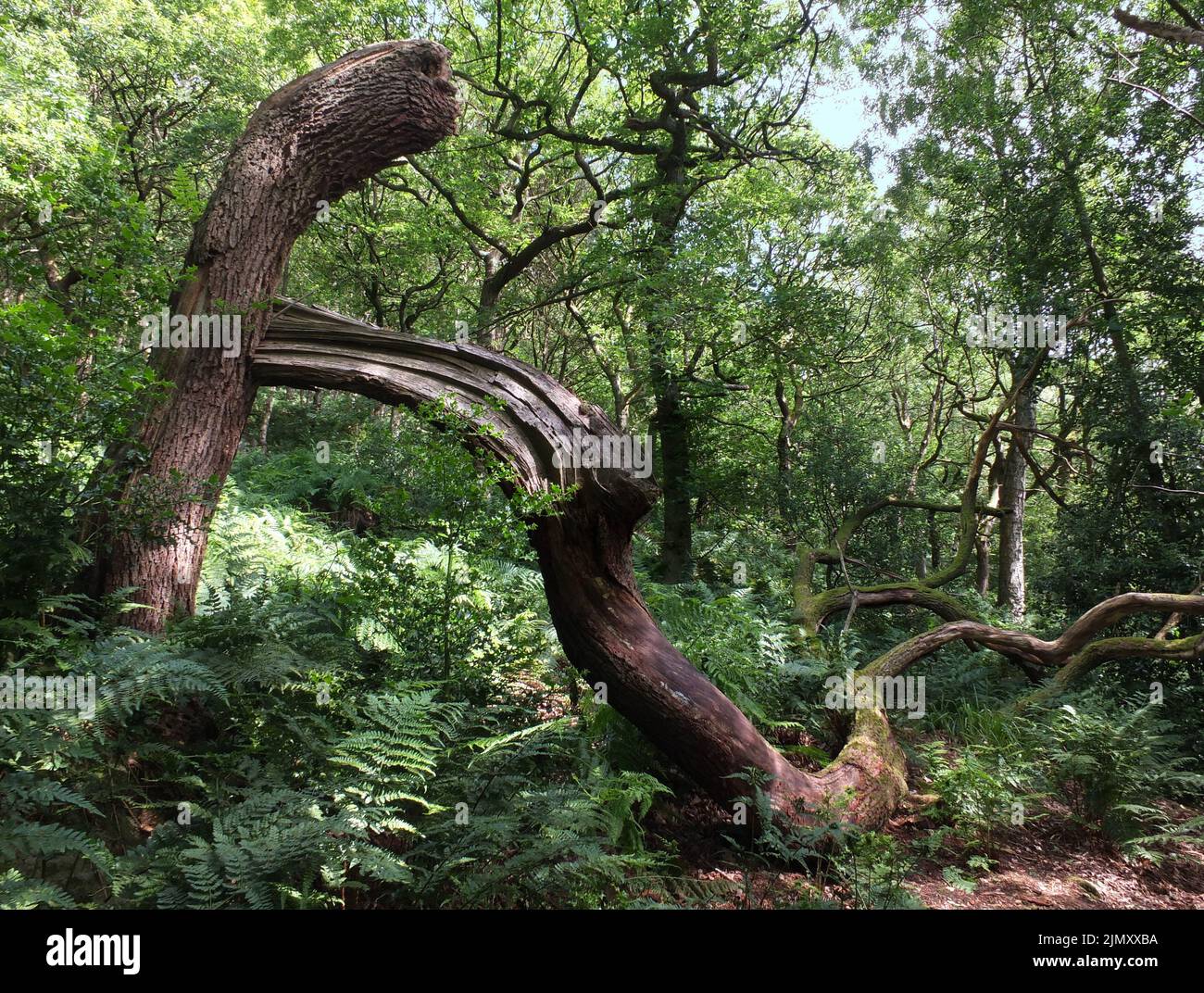 Broken fallen twisted tree in a summer woodland landscape surrounded by ...