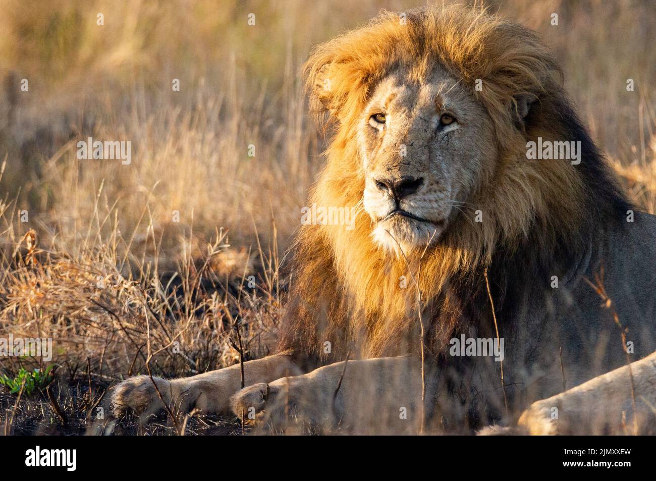 Majestic Lion in the morning sun at the Kruger National Park, South ...