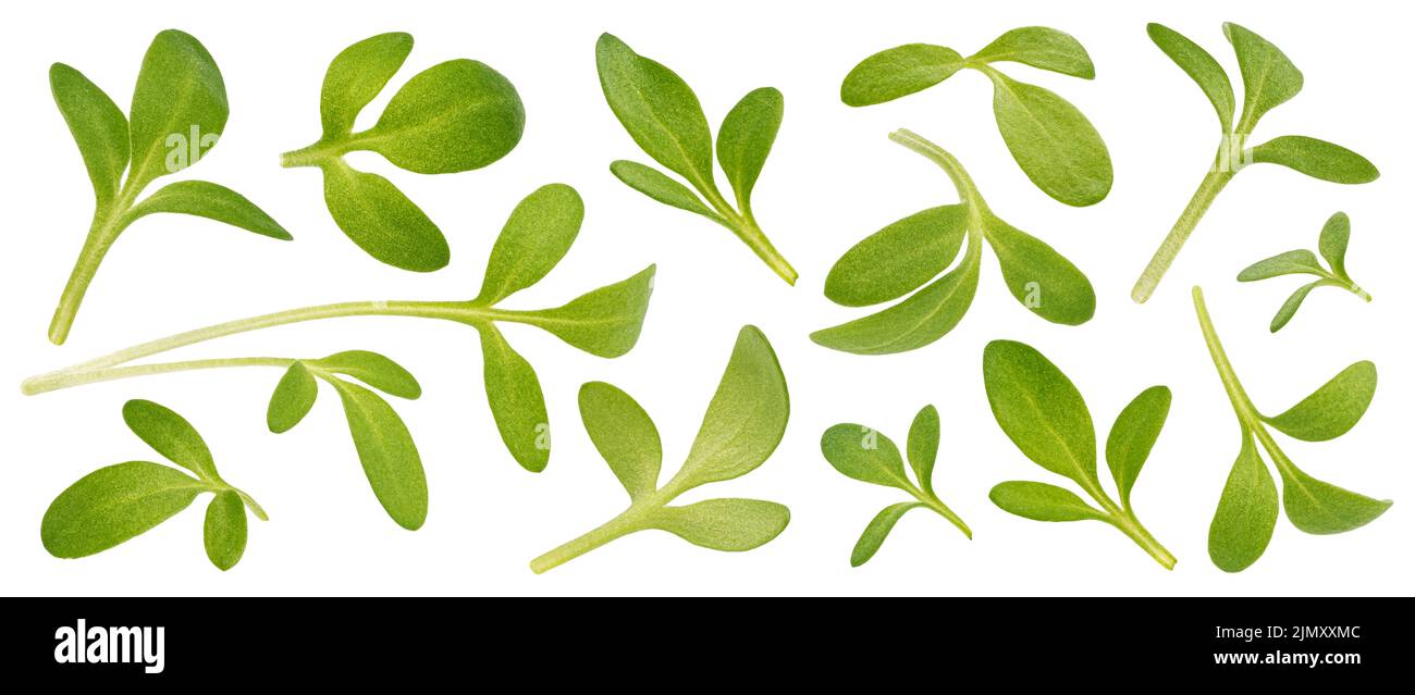 Microgreen leaves, young cress sprouts isolated on white background ...