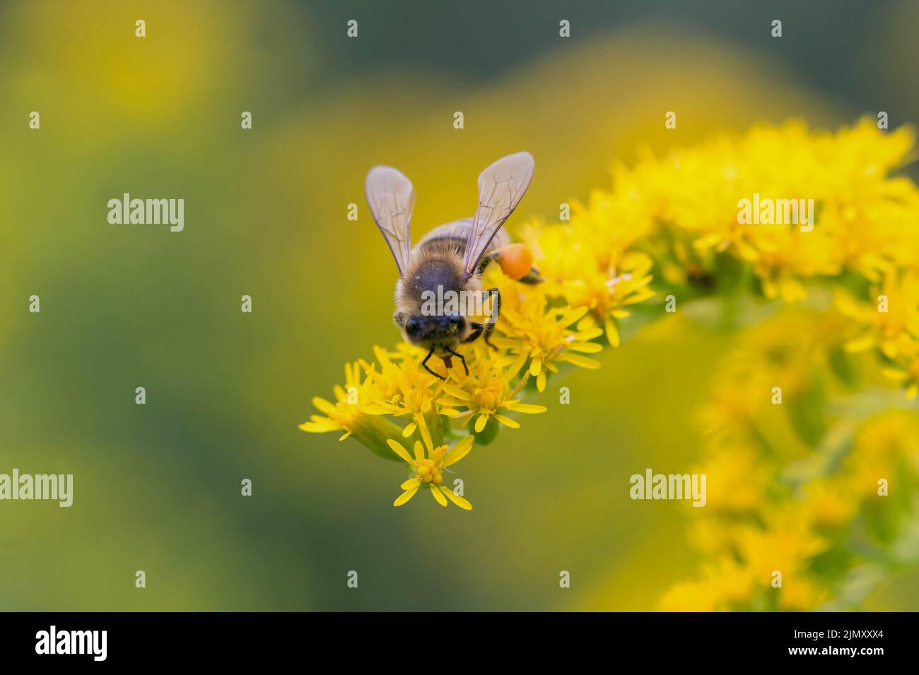 A honey bee (Apis mellifera) works on a flower of Canada goldenrod ...