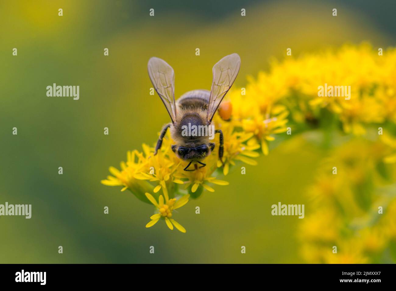A honey bee (Apis mellifera) works on a flower of Canada goldenrod ...