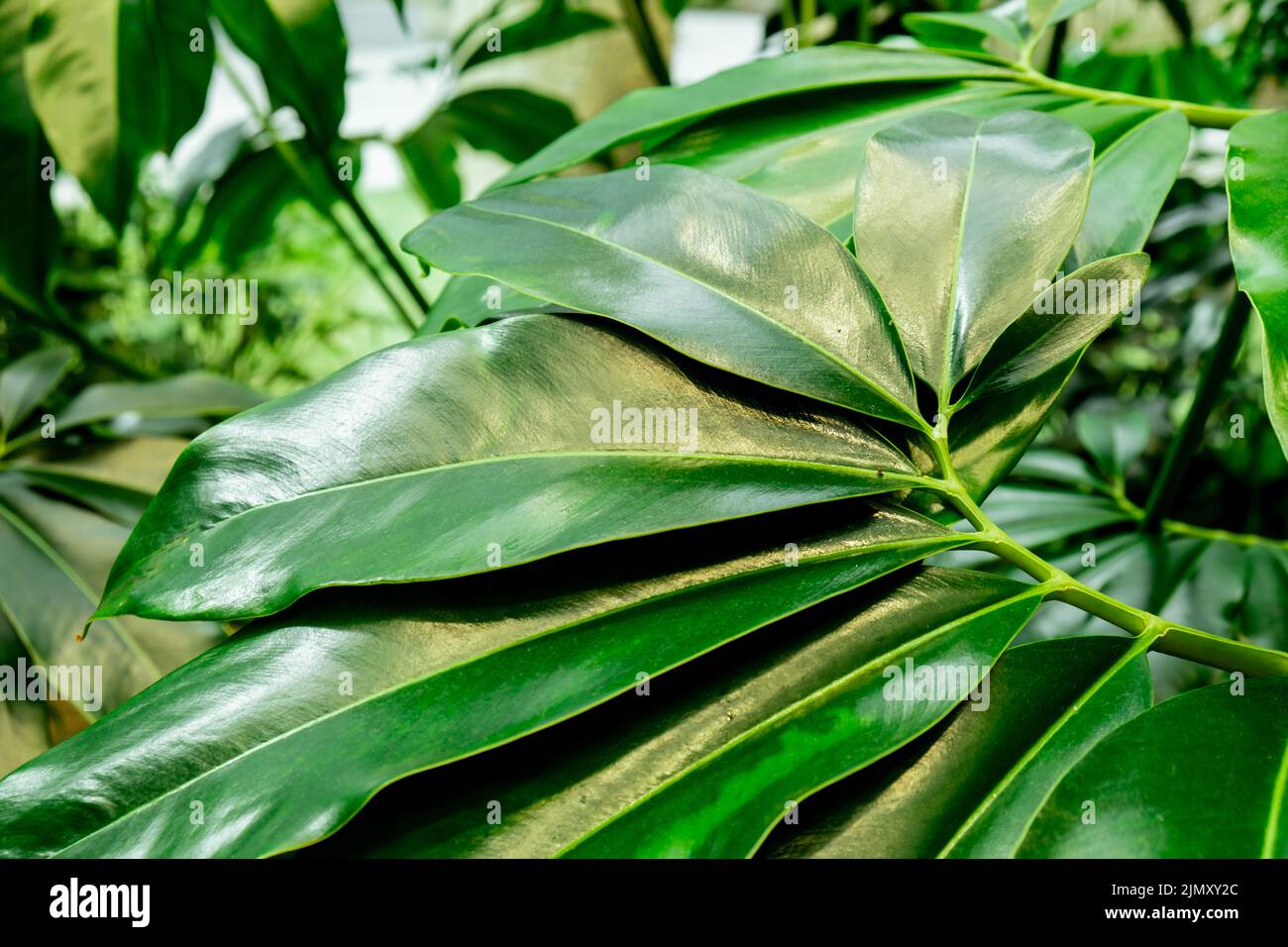 Green palm leaf pattern texture abstract background tropical forest ...