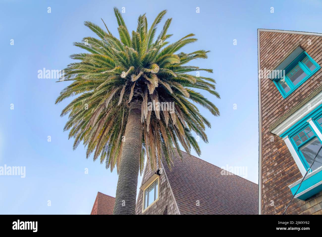 Low angle view of a palm tree and gable houses with cedar shingles ...