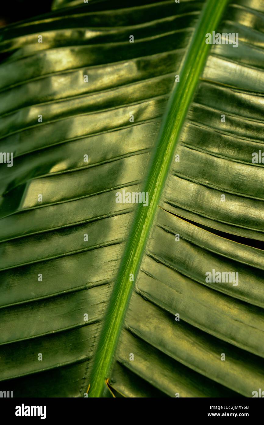 Green palm leaf pattern texture abstract background tropical forest ...