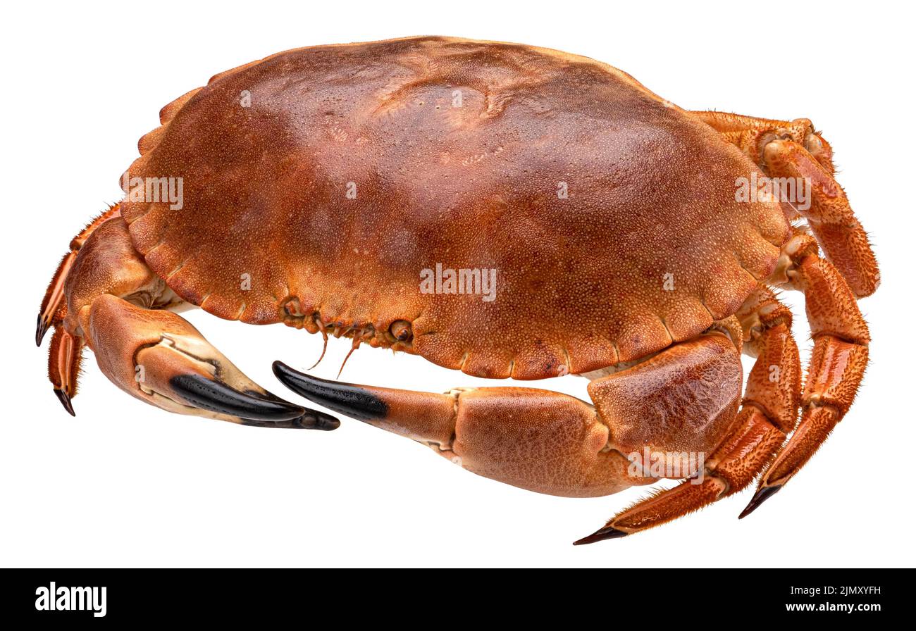 Red crab isolated on white background, full depth of field Stock Photo ...