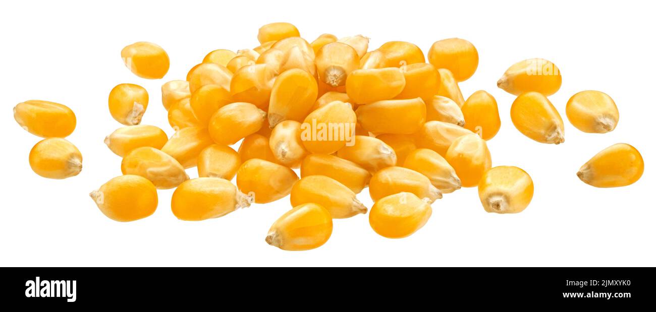 Corn grains isolated on white background, full depth of field Stock ...