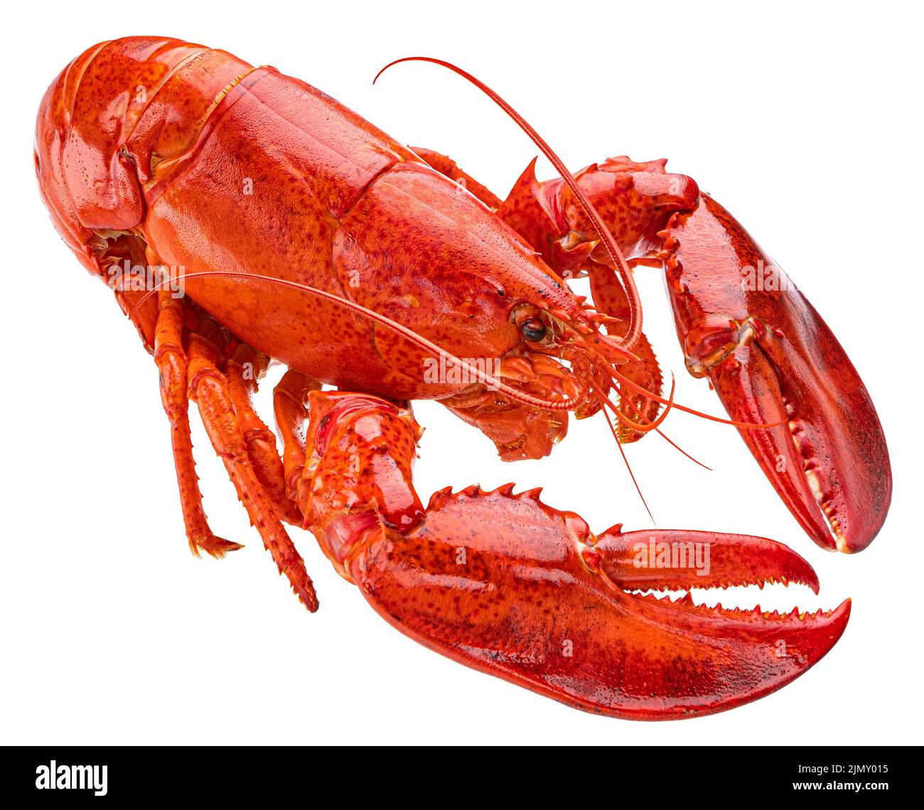 Red lobster isolated on white background, full depth of field Stock ...