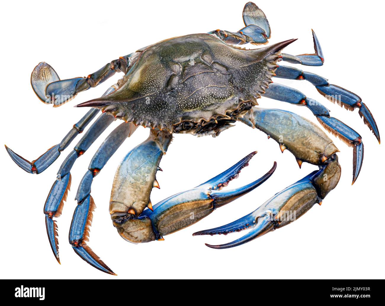 Blue crab isolated on white background, full depth of field Stock Photo ...