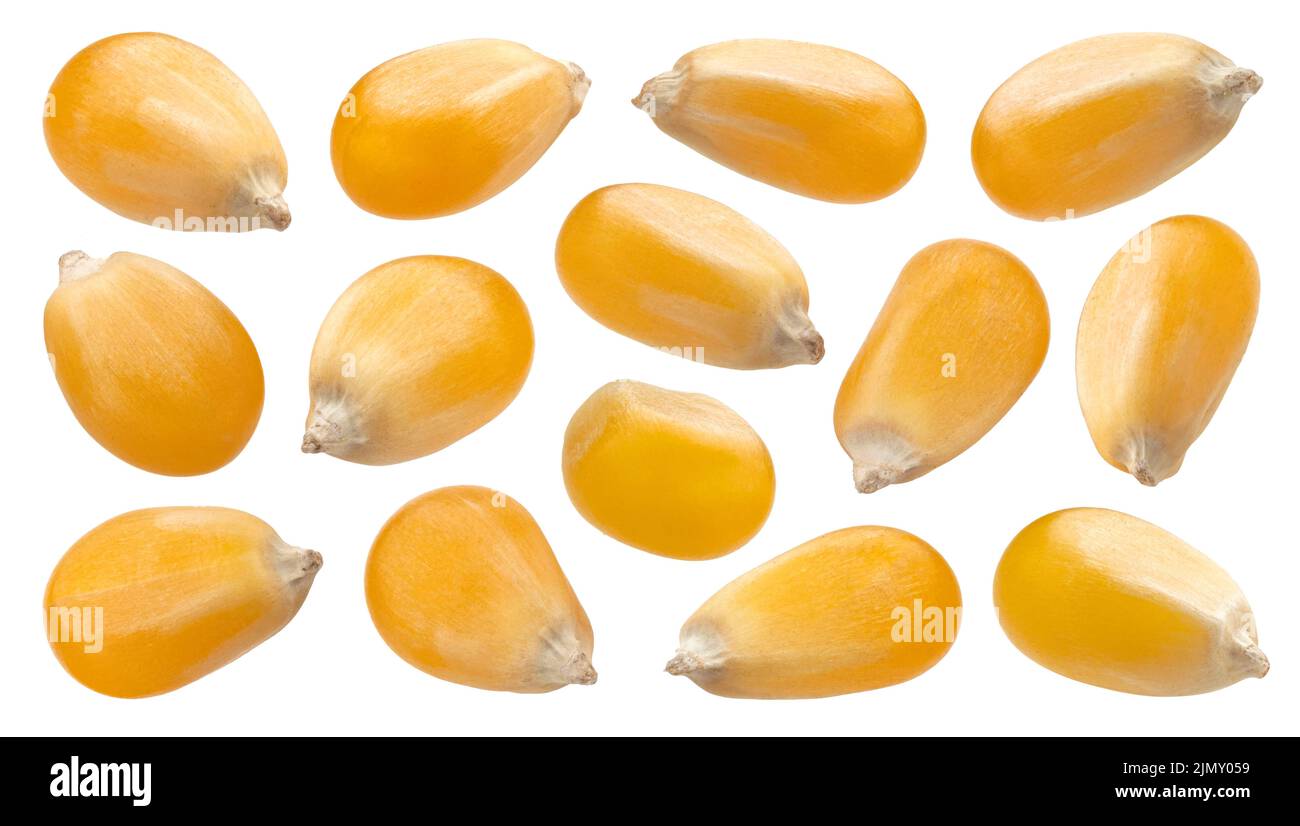 Raw corn grains isolated on white background Stock Photo - Alamy