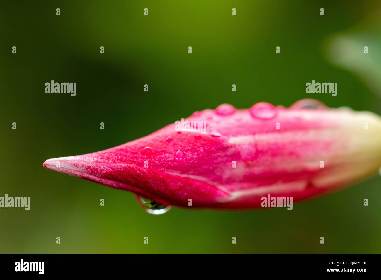 beautiful bud with waterdrops Stock Photo - Alamy