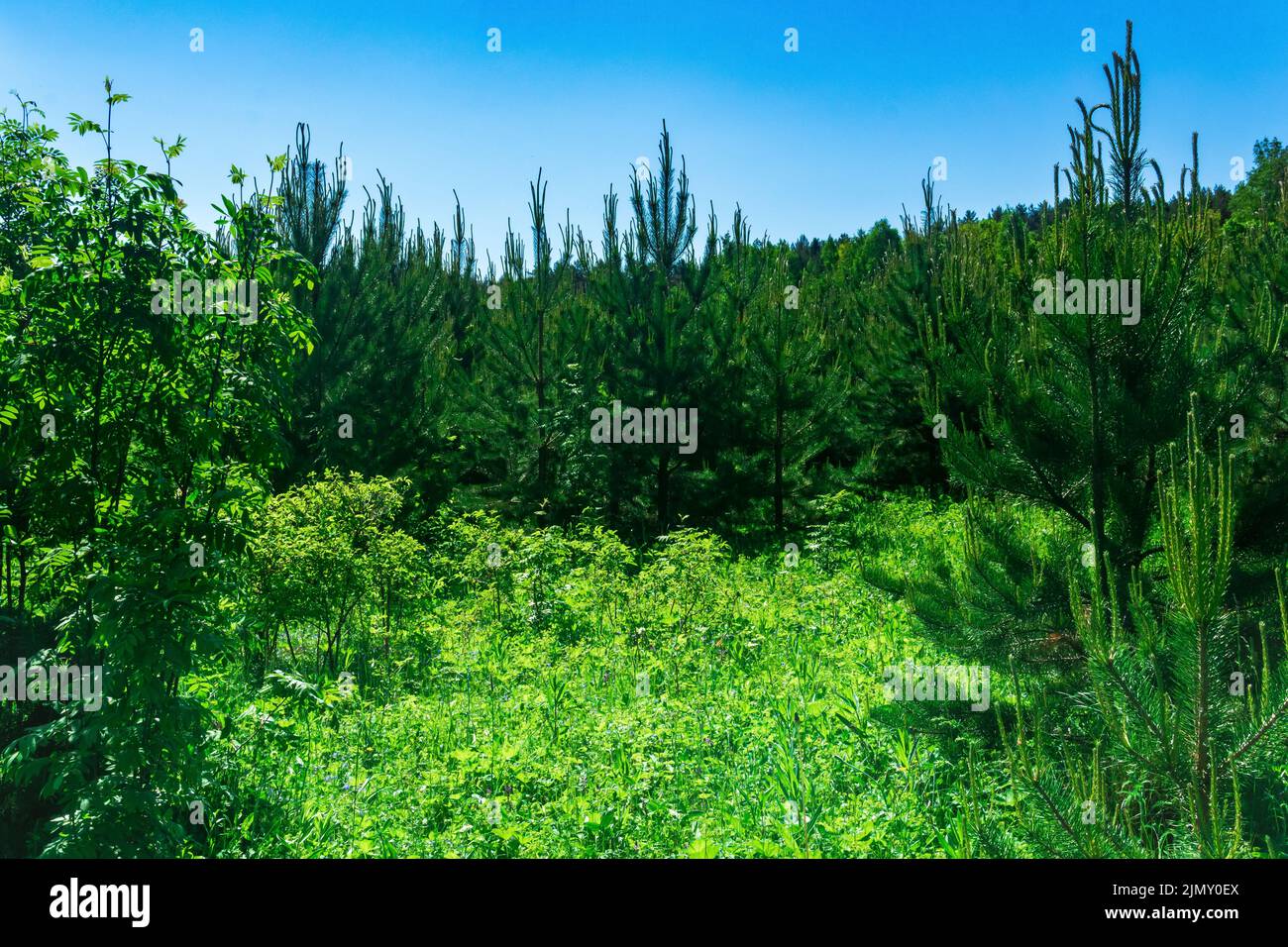 Temperate forest edge spring hi-res stock photography and images - Alamy