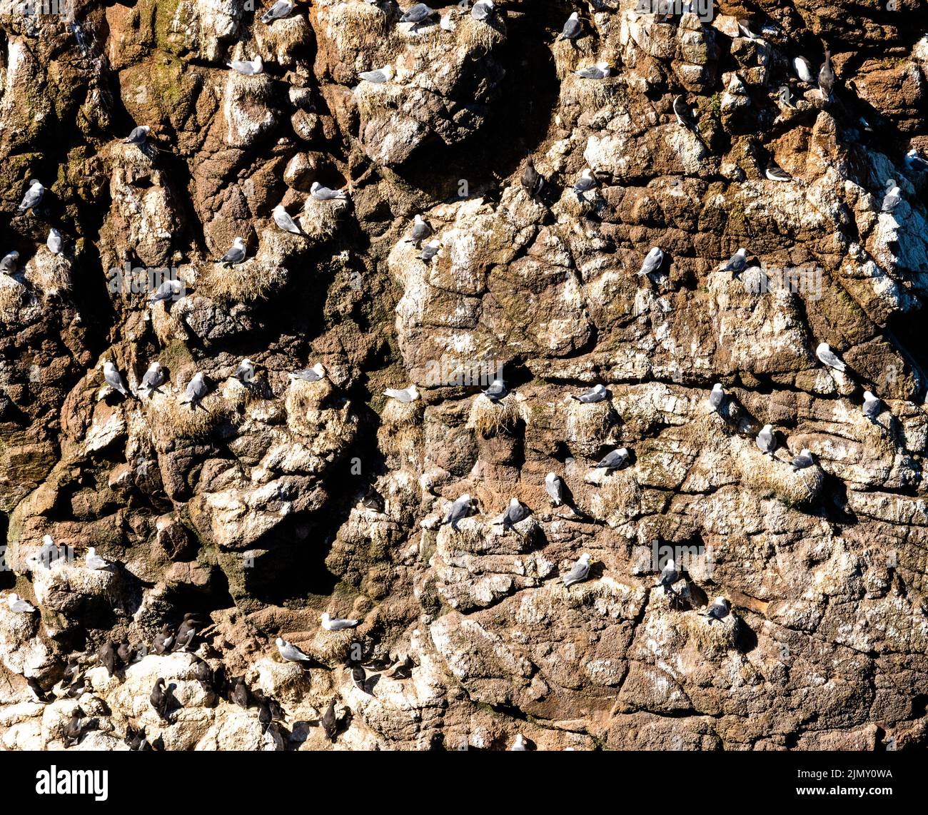Close-up view of many seabirds and seagulls nesting in the steep cliffs ...