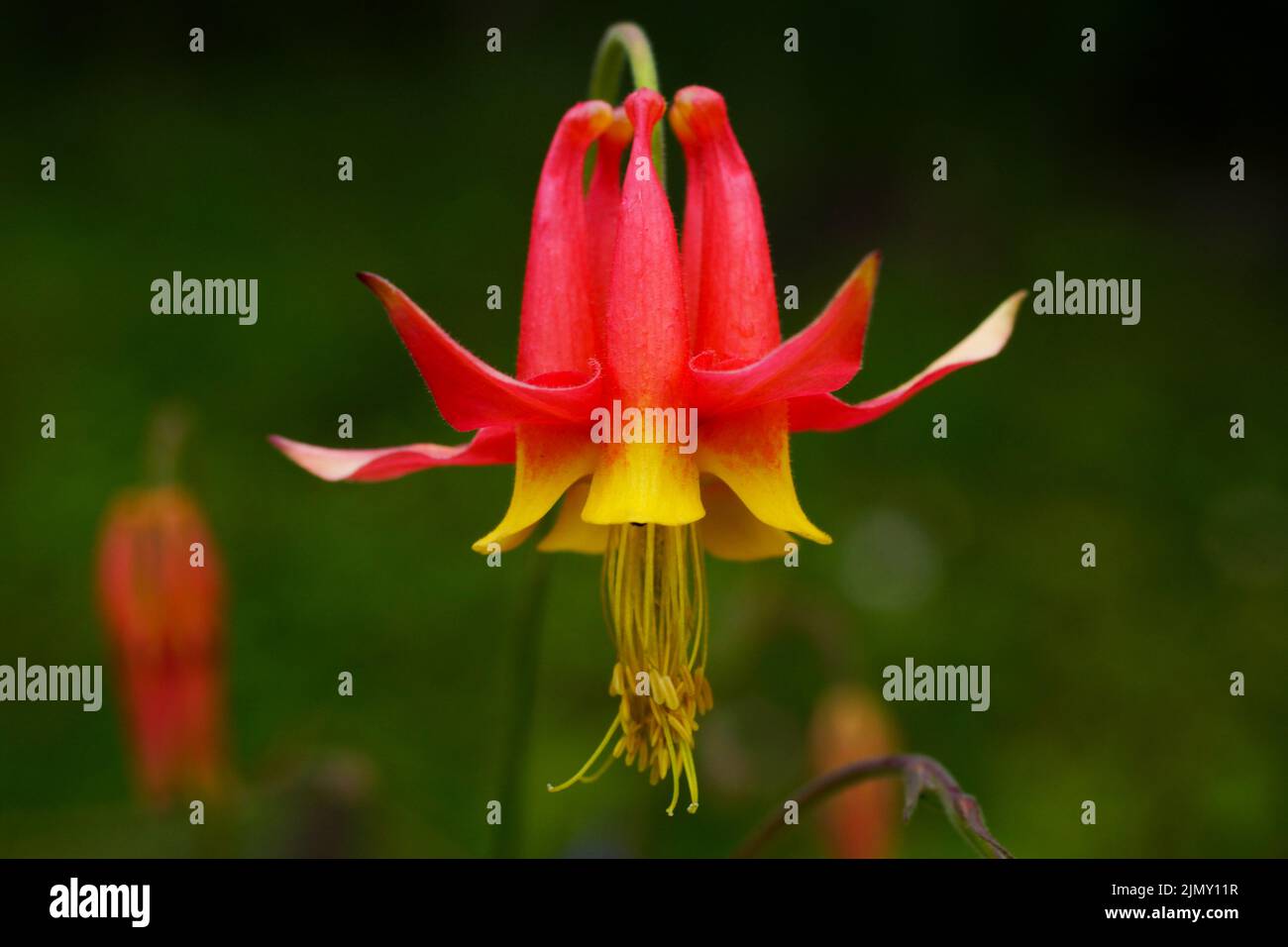 Close-up of the crimson columbine (Aquilegia formosa), beautiful ...
