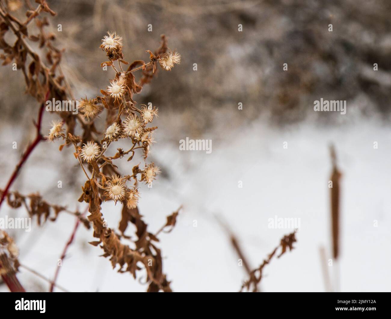snow and cold temps causing plants to dry Stock Photo - Alamy