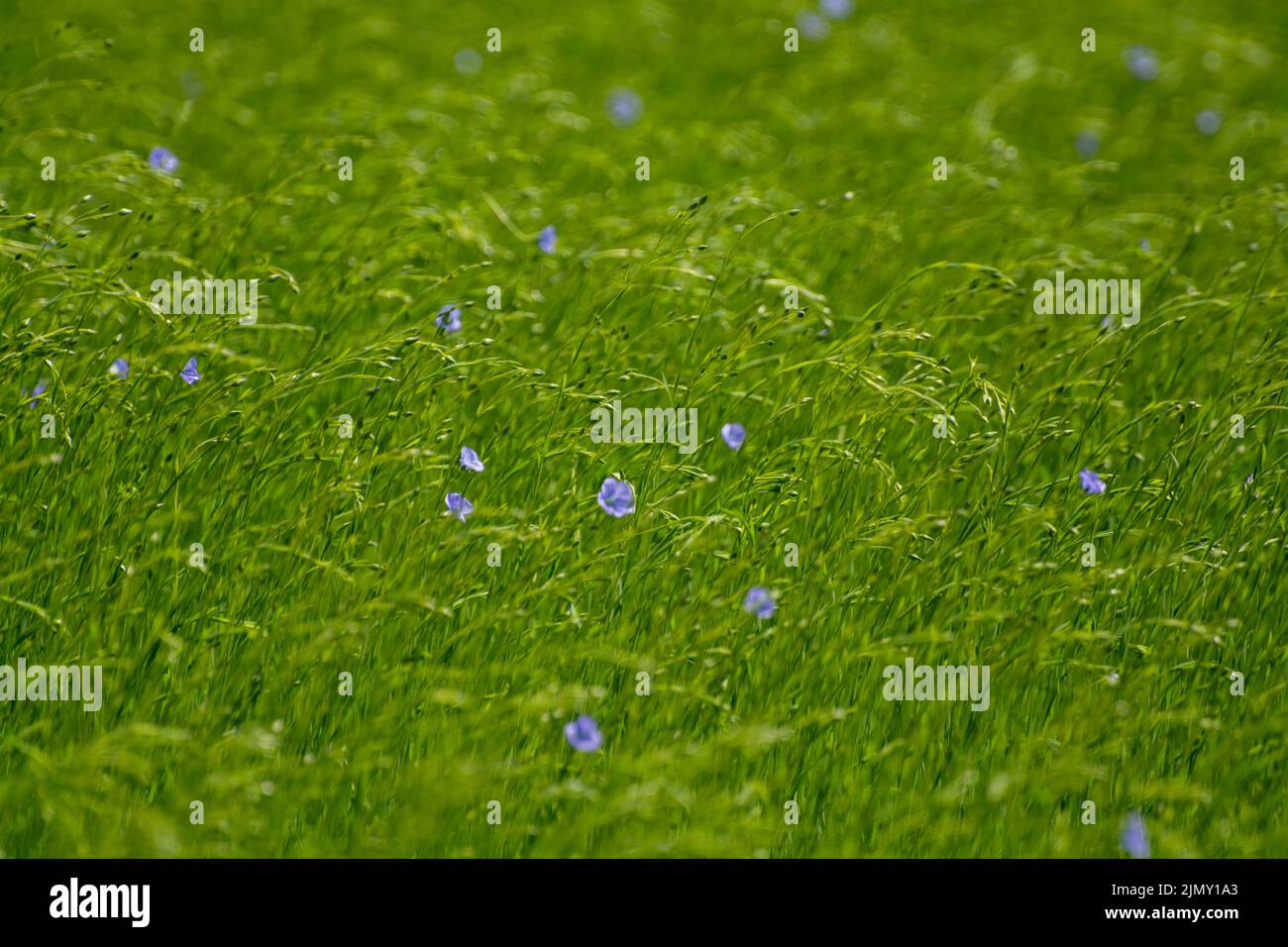 Green fields of flax linen plants in agricultural Pays de Caux region ...