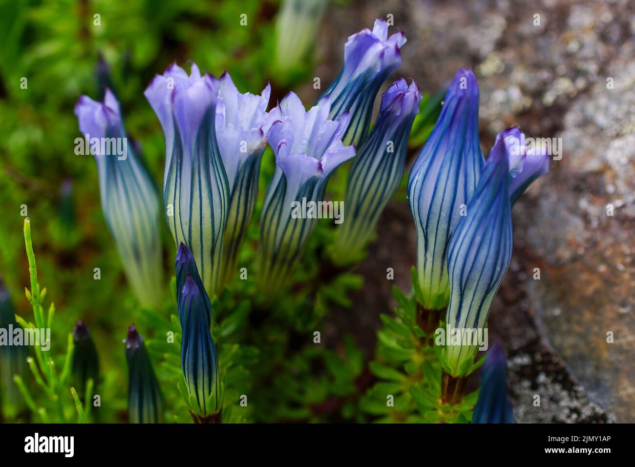 Close-up of dark blue Gentian flowers (Gentiana veitchiorum Stock Photo ...