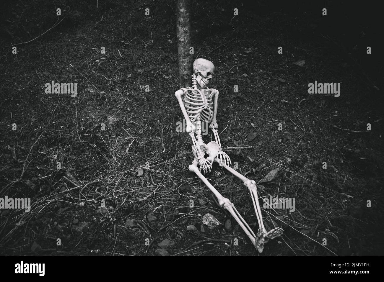 Skeleton tree hi-res stock photography and images - Alamy
