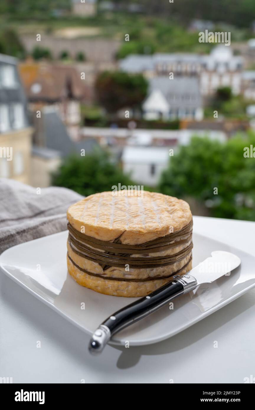 Tasting of yellow livarot cow cheese from Lisieux, Calvados region and ...