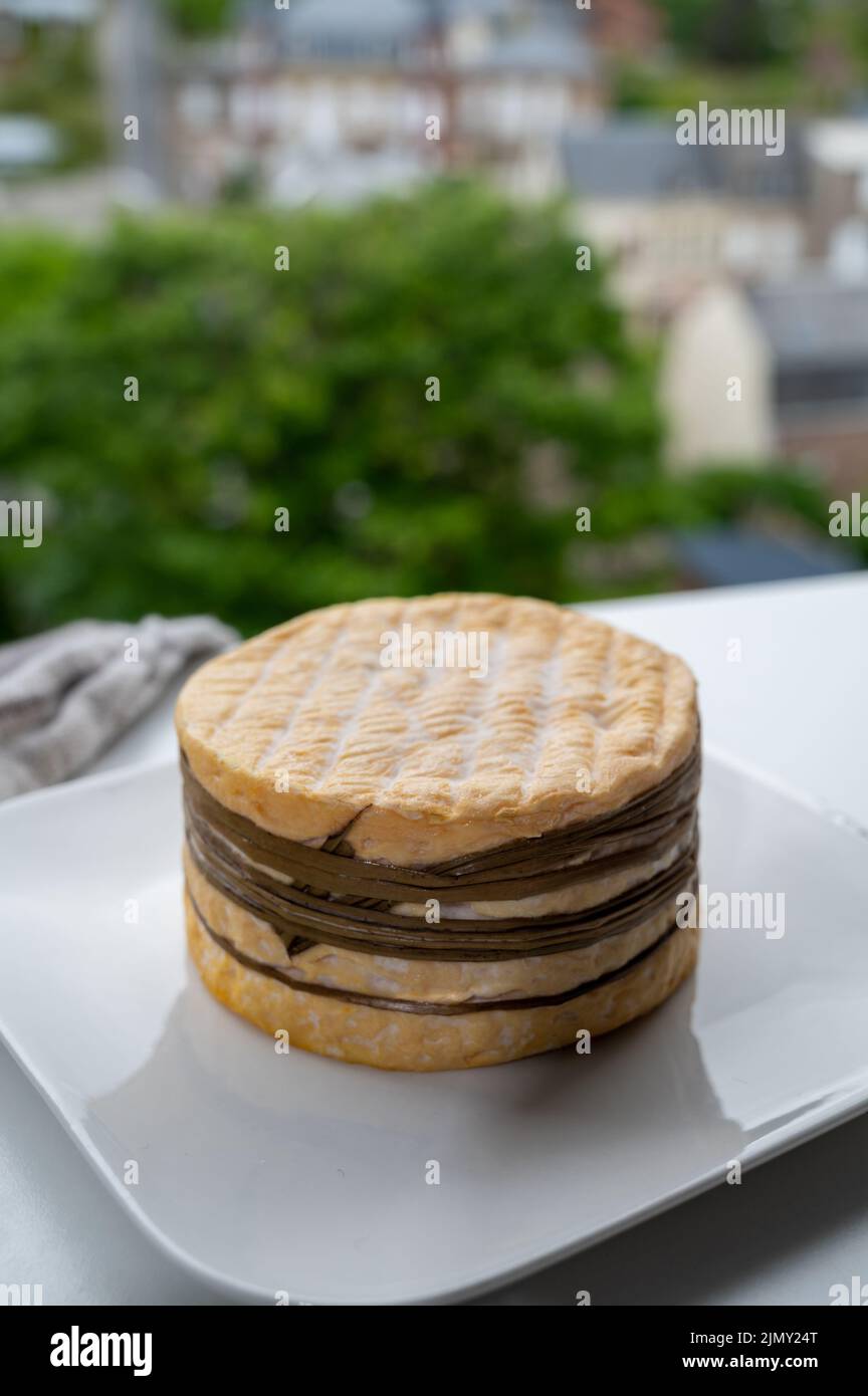 Tasting of yellow livarot cow cheese from Lisieux, Calvados region and ...