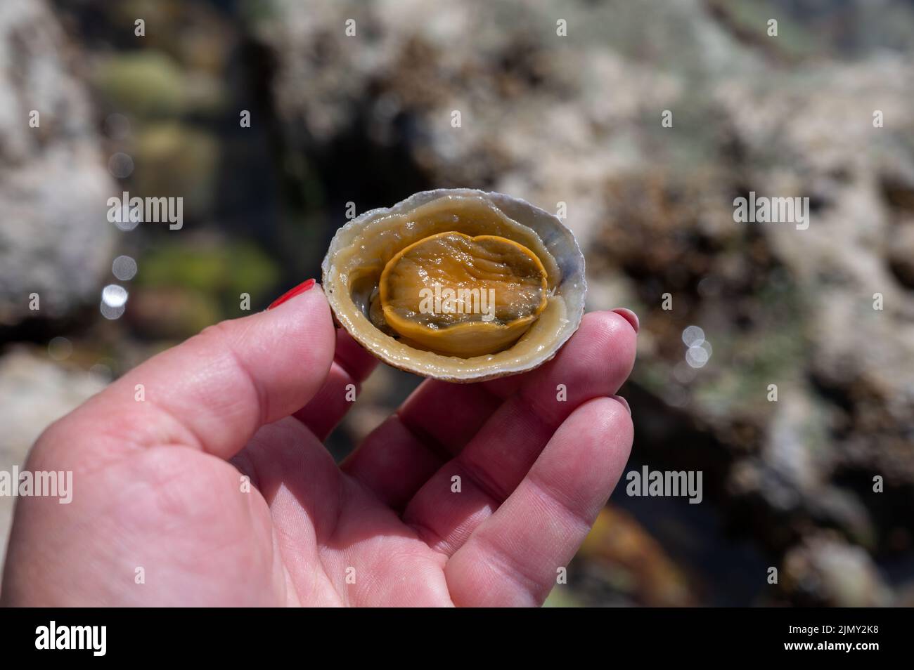 Edible sea water molluscs Patella caerulea, species of limpet in family ...