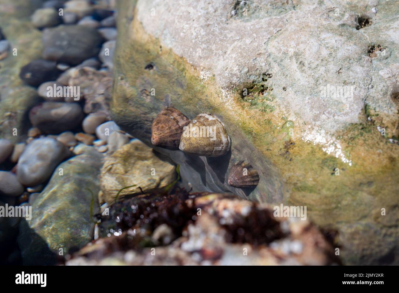 Edible sea water molluscs Patella caerulea, species of limpet in family ...