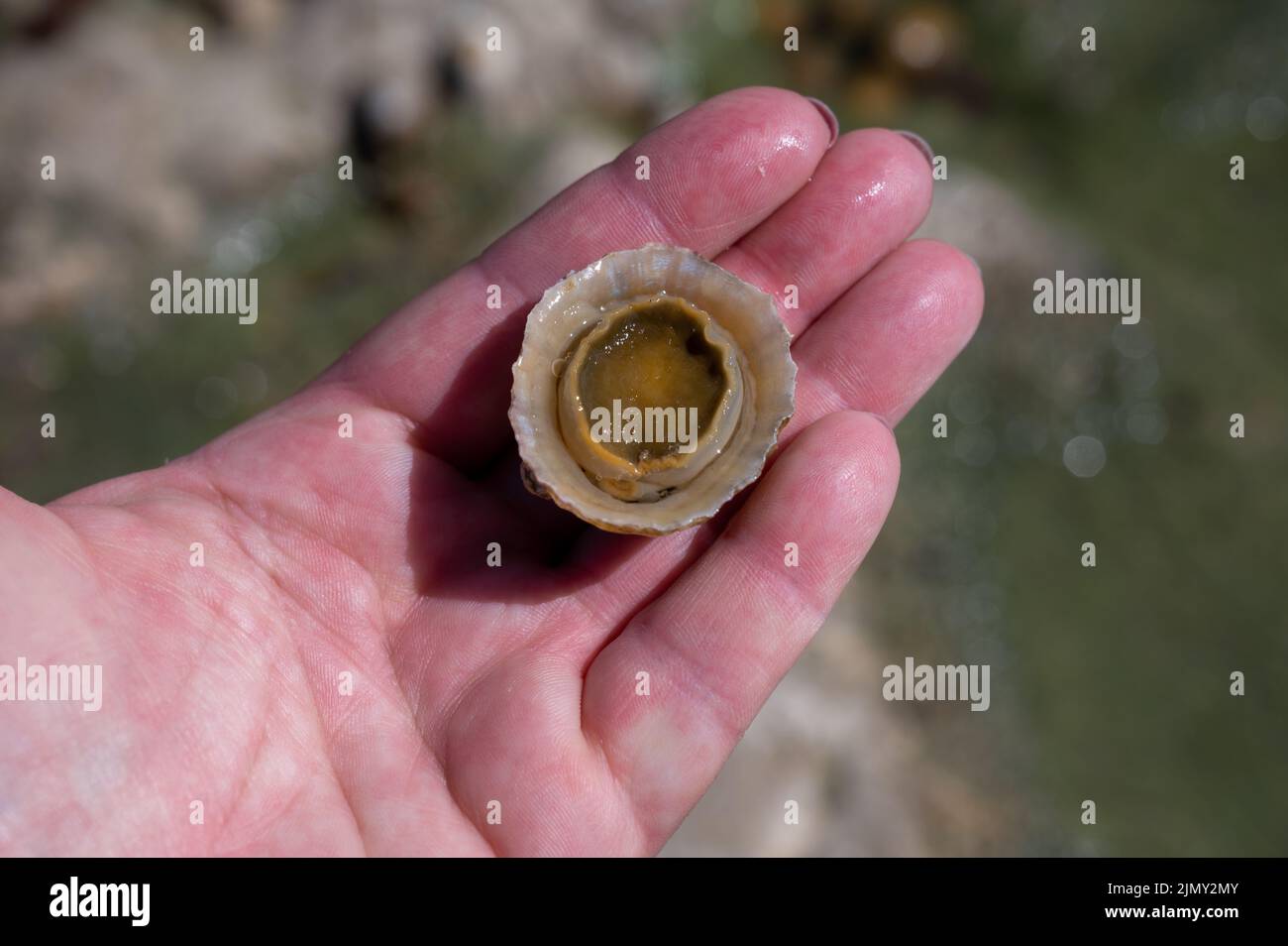 Edible sea water molluscs Patella caerulea, species of limpet in family ...