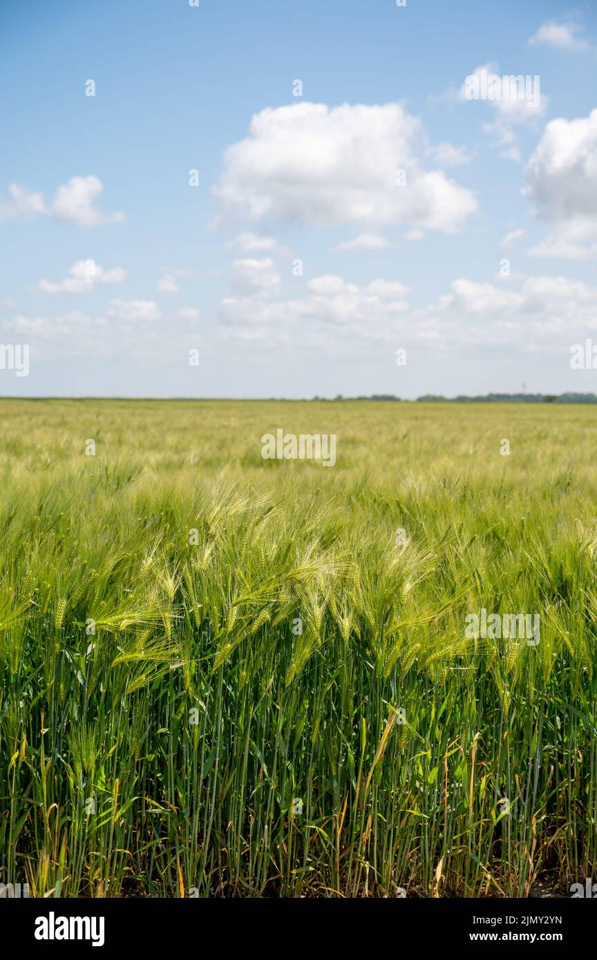 European organic grains, green fields of wheat plants in Pays de Caux ...