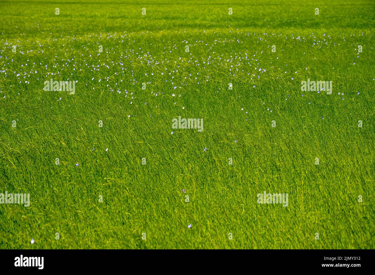 Green fields of flax linen plants in agricultural Pays de Caux region ...