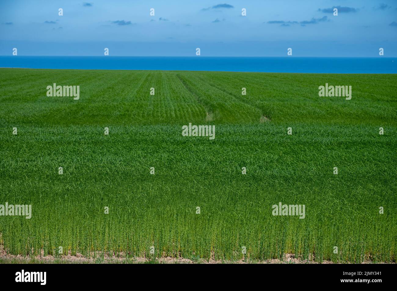 Green fields of flax linen plants in agricultural Pays de Caux region ...