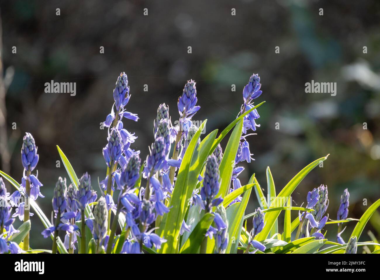 A group of Blue Muscari flowers, Grape hyacinth, blooming in spring ...
