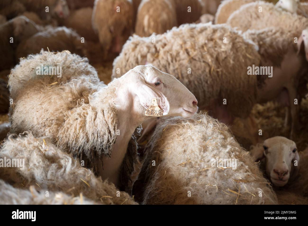 Sheep in stable hi-res stock photography and images - Alamy