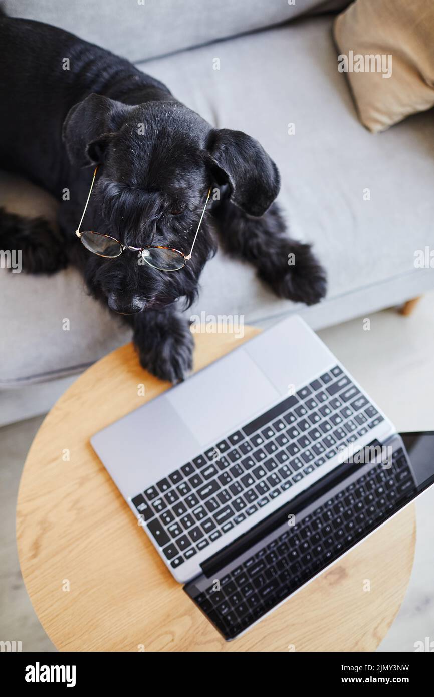 High angle view of black dog wearing glasses for vision lying on sofa ...