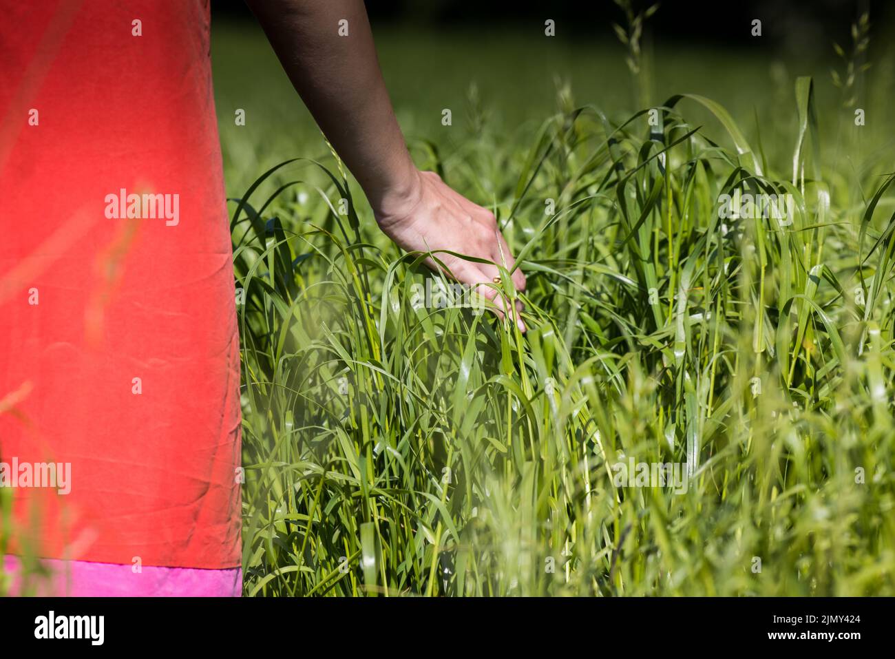 Human hand touching grass hi-res stock photography and images - Alamy