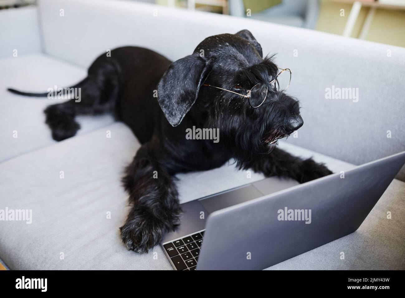 Black trained dog wearing glasses for vision lying on sofa in front of ...