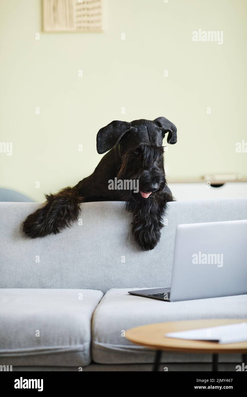 Black domestic dog looking out from behind the sofa at laptop screen ...