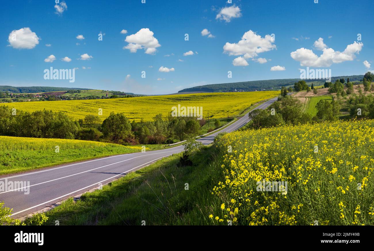 Road through spring rapeseed yellow blooming fields panoramic view ...