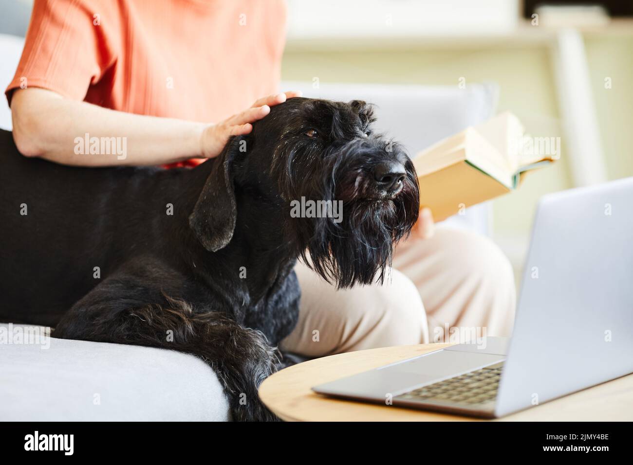 Black schnauzer sitting on sofa together with his owner while he ...