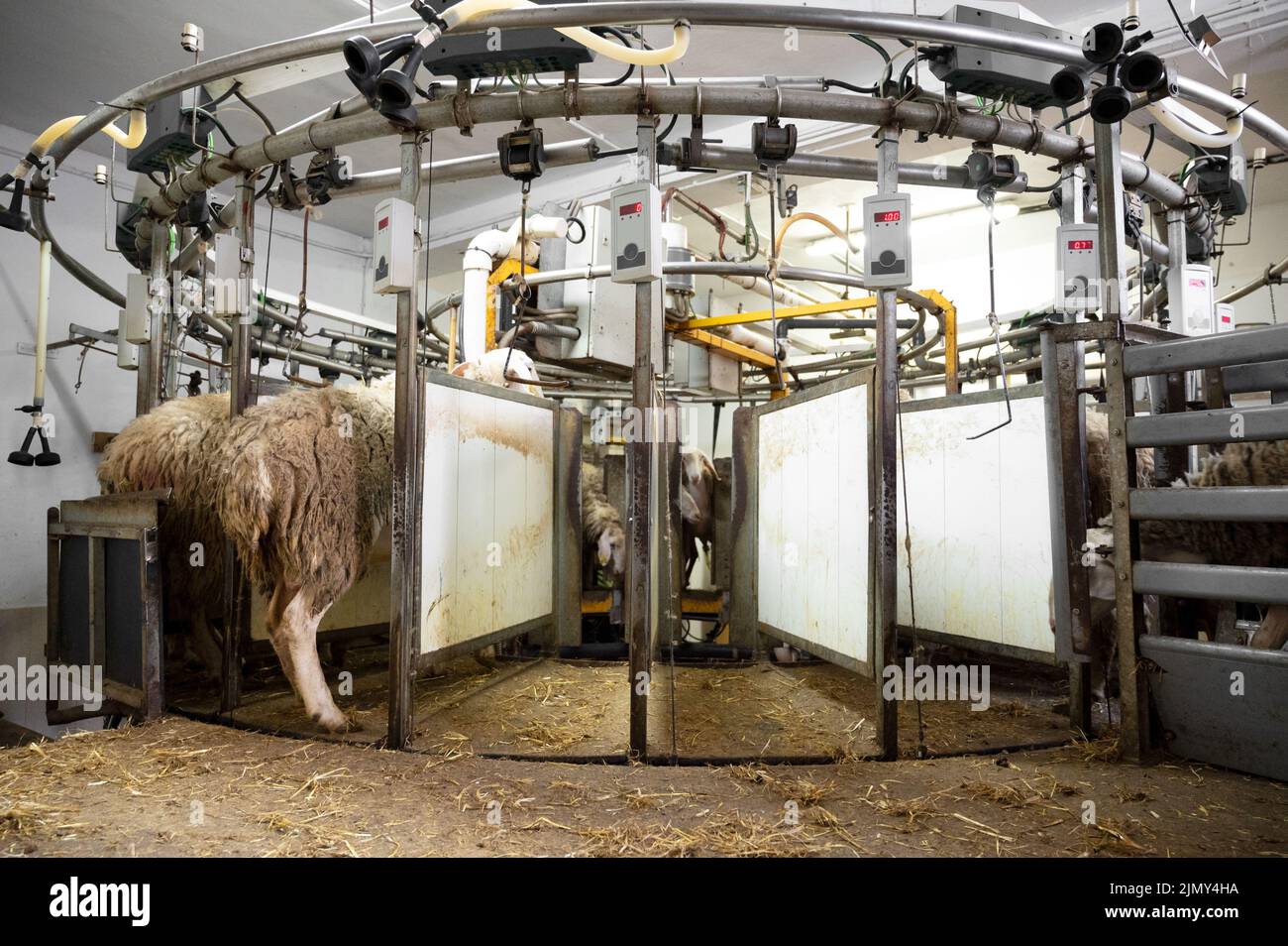 Milking sheep at the dairy farm Stock Photo - Alamy