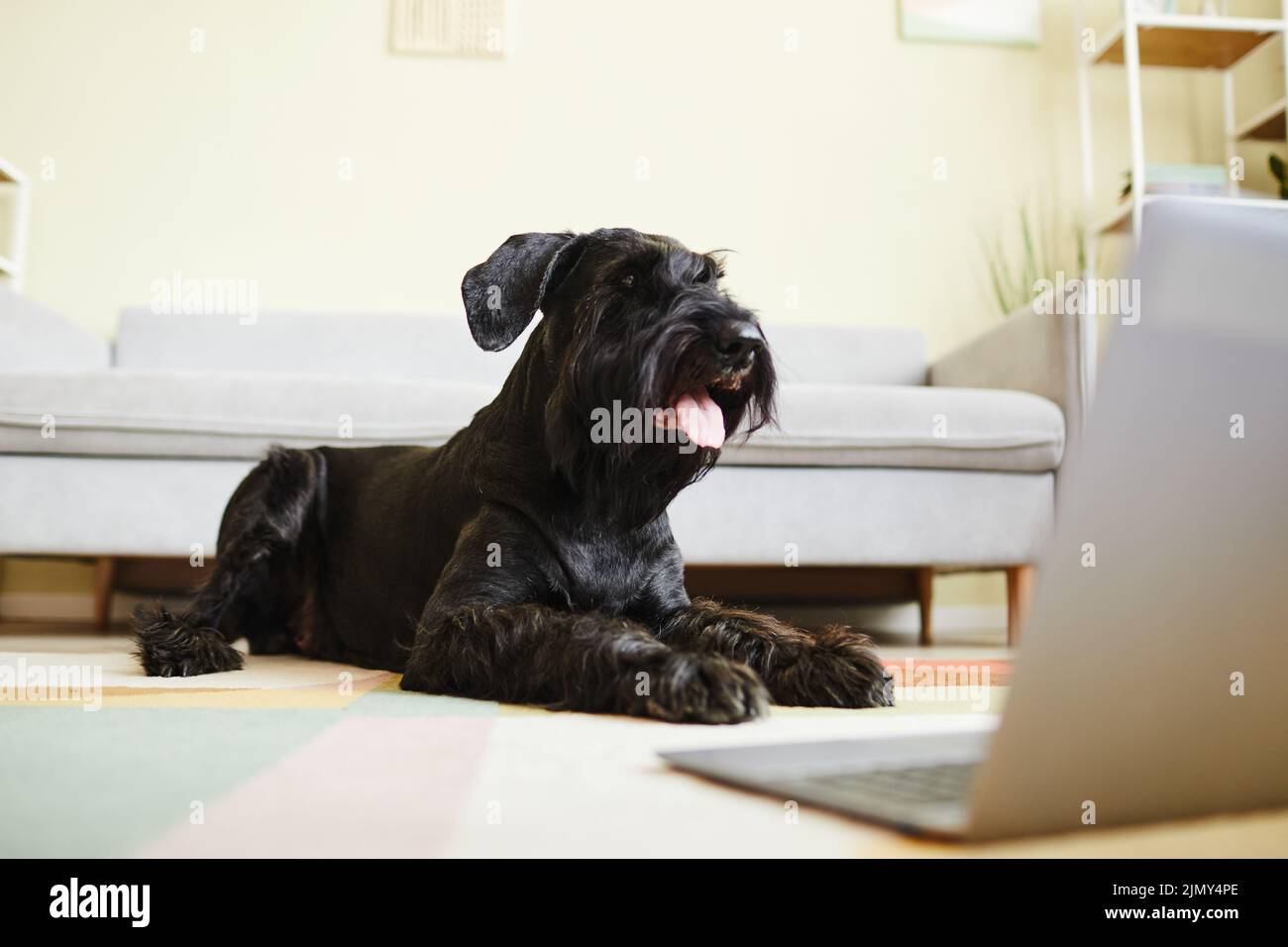 Black domestic schnauzer sticking out his tongue lying on floor and ...