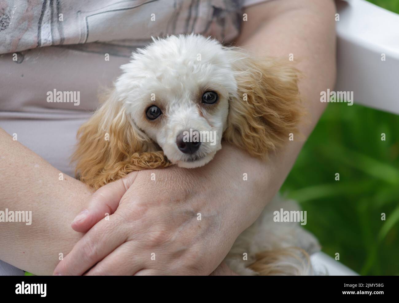 The animal is like a member of the family. A small poodle of apricot ...