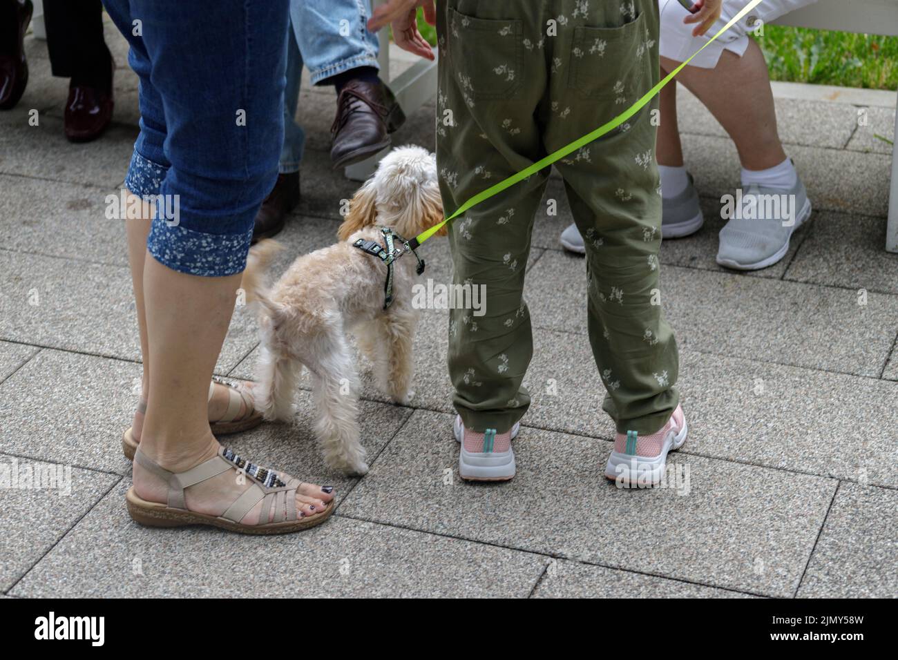 The animal is like a member of the family. Fluffy apricot-colored ...