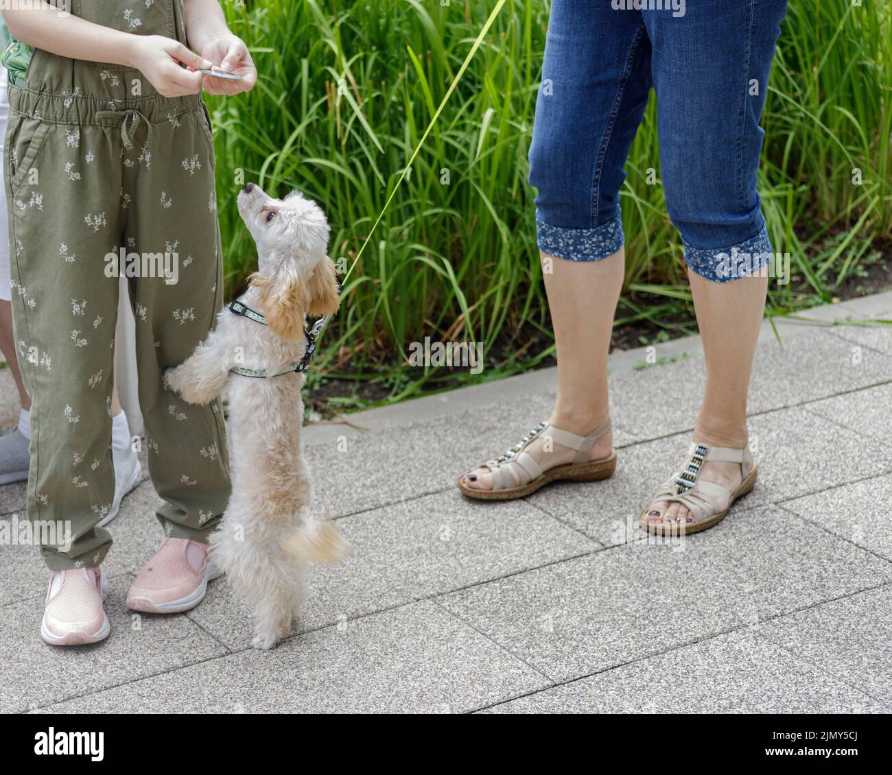 Fluffy apricot-colored poodle on a family walk. The animal is like a ...