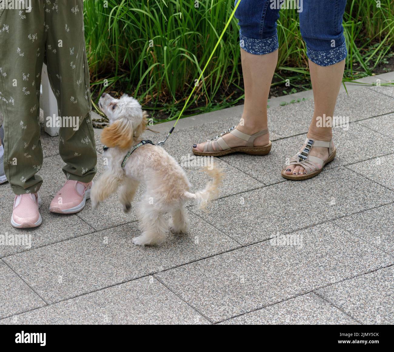 Fluffy apricot-colored poodle on a family walk. The animal is like a ...