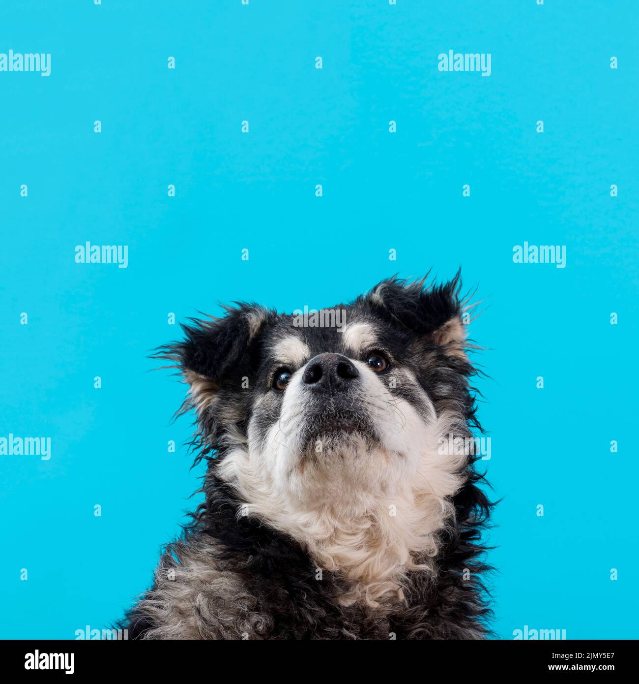 High angle furry dog blue background Stock Photo - Alamy
