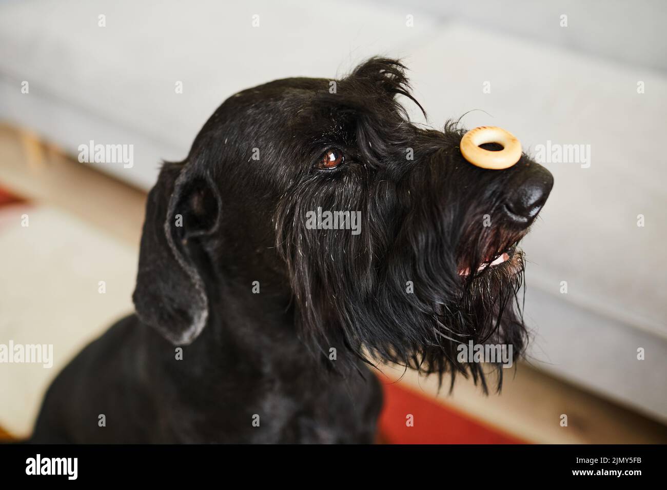 Close-up of black purebred schnauzer training with bagel on his nose ...